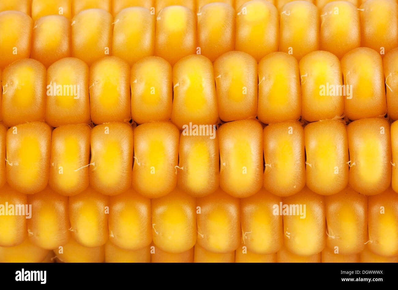 Golden corn background Stock Photo - Alamy
