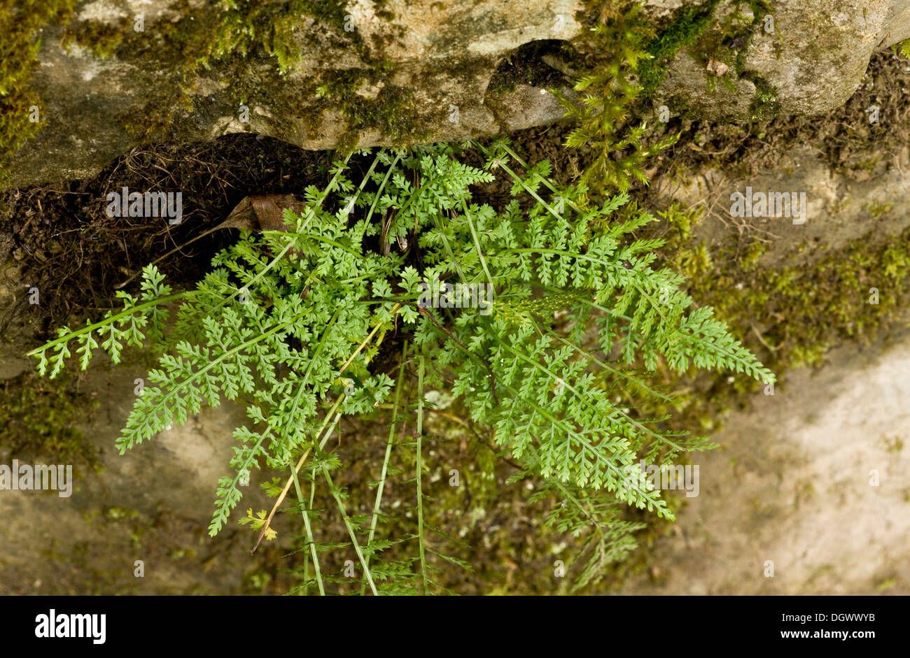 Smooth cliff fern hi-res stock photography and images - Alamy