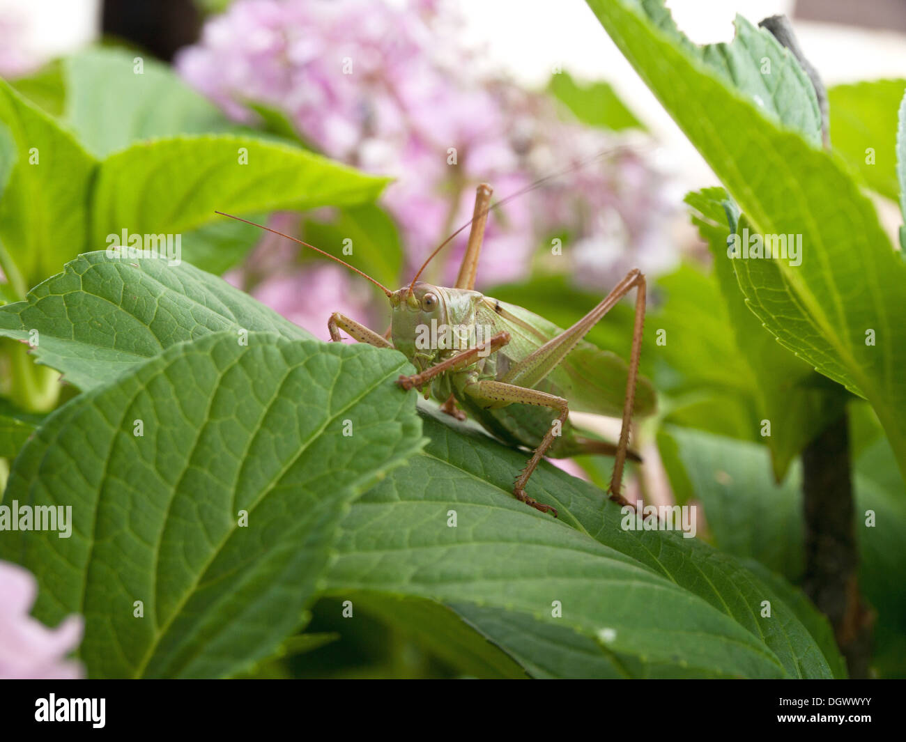 Insect grasshopper on grass hi-res stock photography and images - Alamy