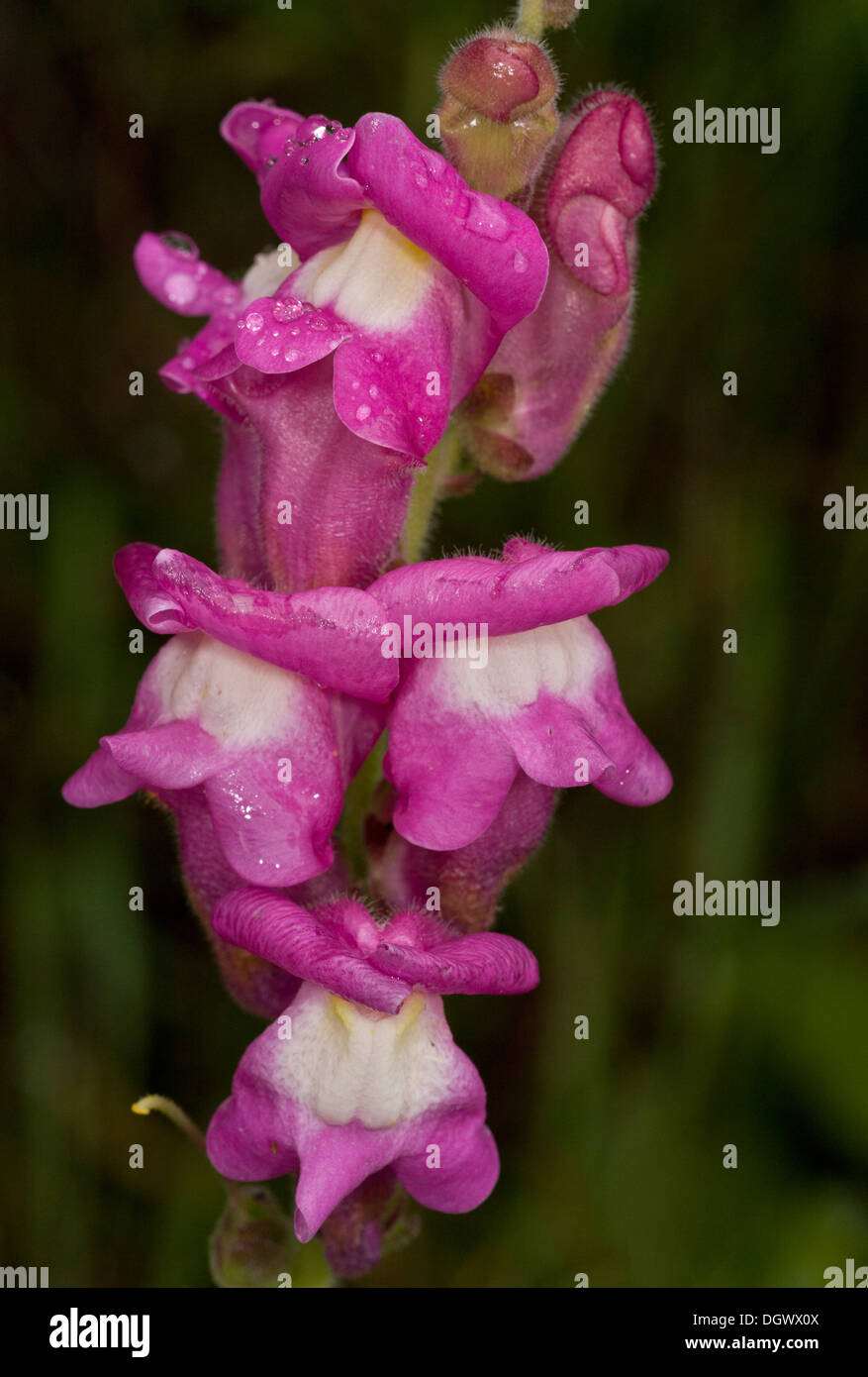 Common Snapdragon, Antirrhinum majus in flower in its pink form ...