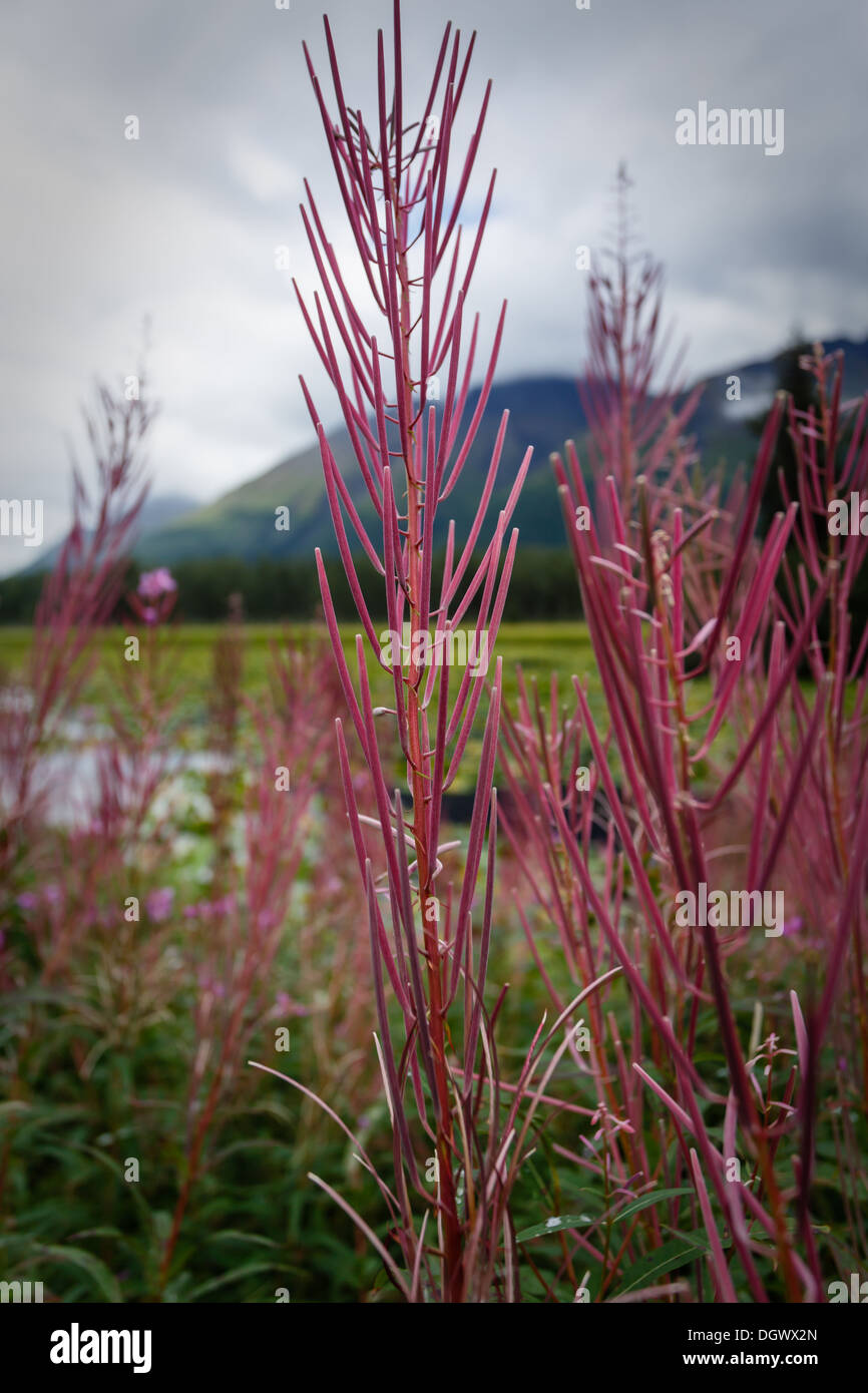 Fire field flower hi-res stock photography and images - Alamy