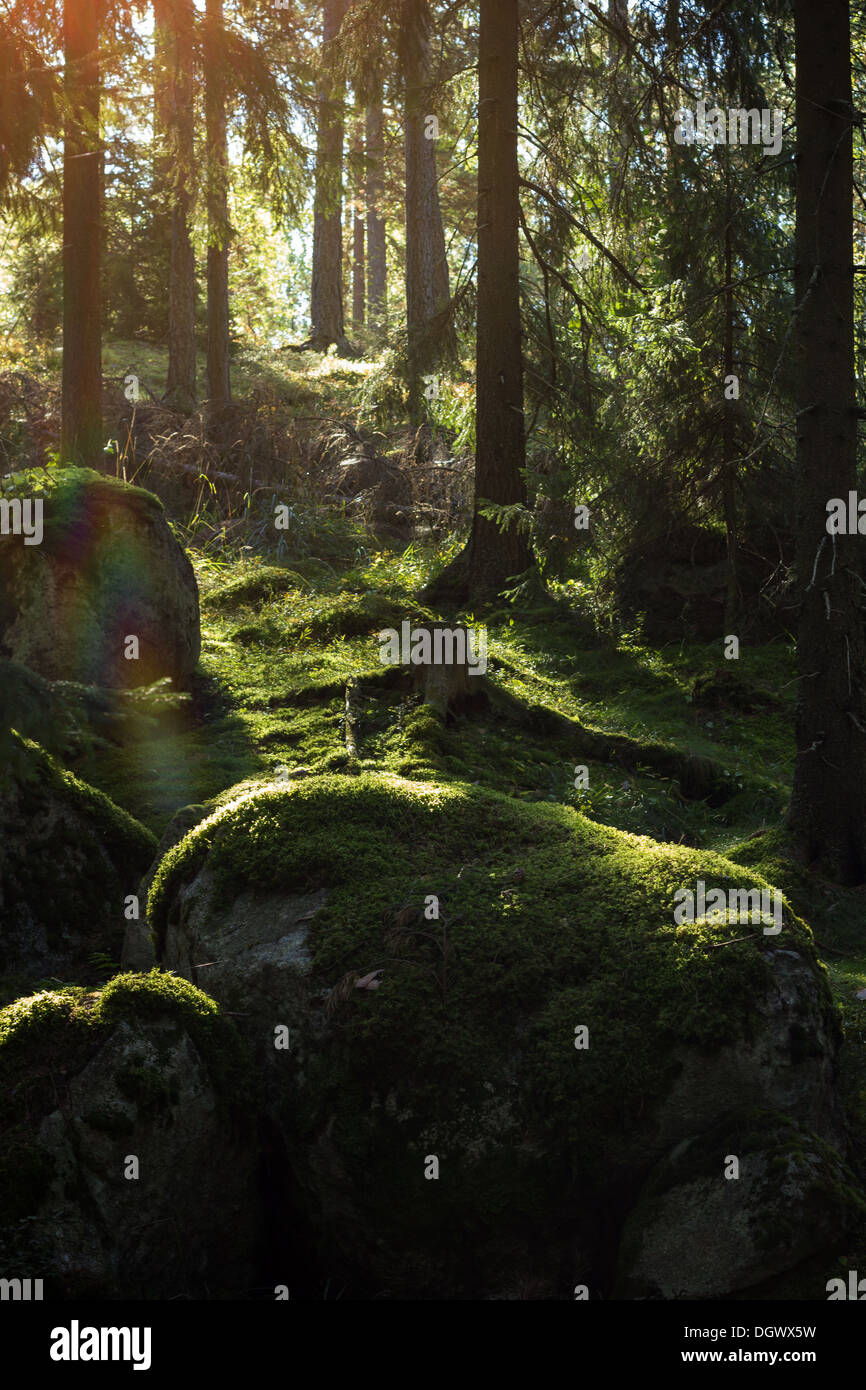 Daylight forest hi-res stock photography and images - Alamy