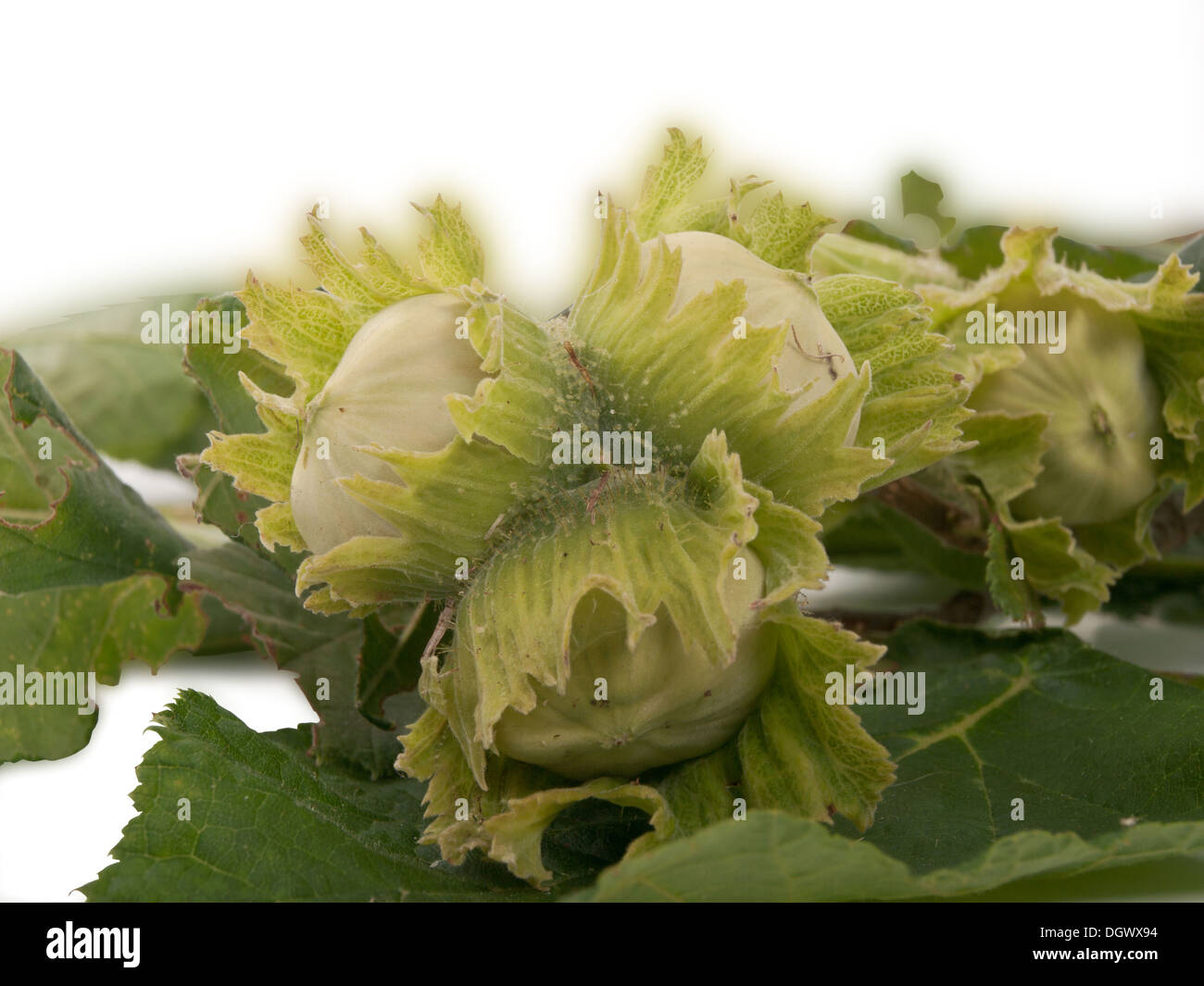 Hazelnut leaves hi-res stock photography and images - Alamy