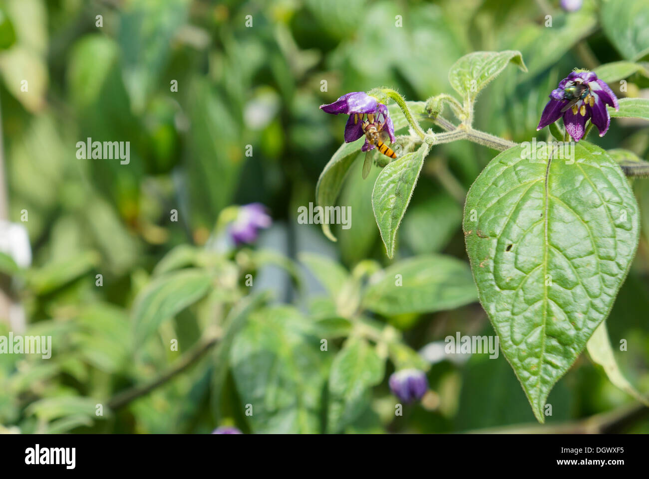 Chili capsicum pubescens hi-res stock photography and images - Alamy