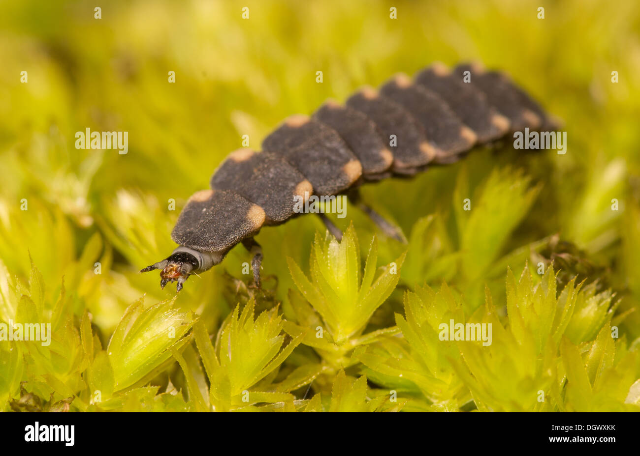 Curled worm hi-res stock photography and images - Alamy