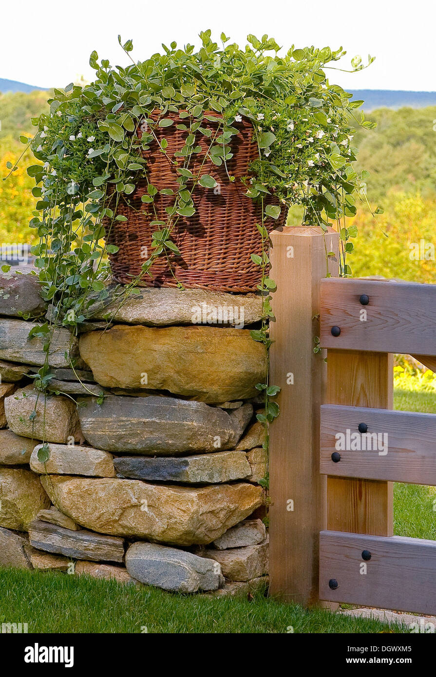 New England field stone wall and wooden gate entrance to antique ...