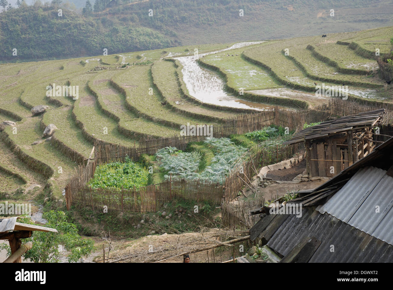Terraced rice paddy field with fenced home grown vegetable plot in Cat ...