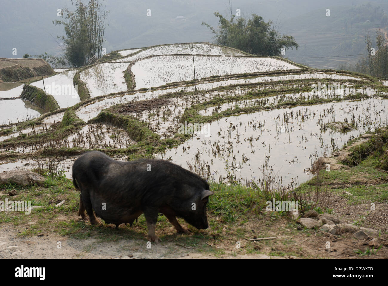 Vietnamese pot bellied pig in swirling rice paddy fields near Sapa in ...