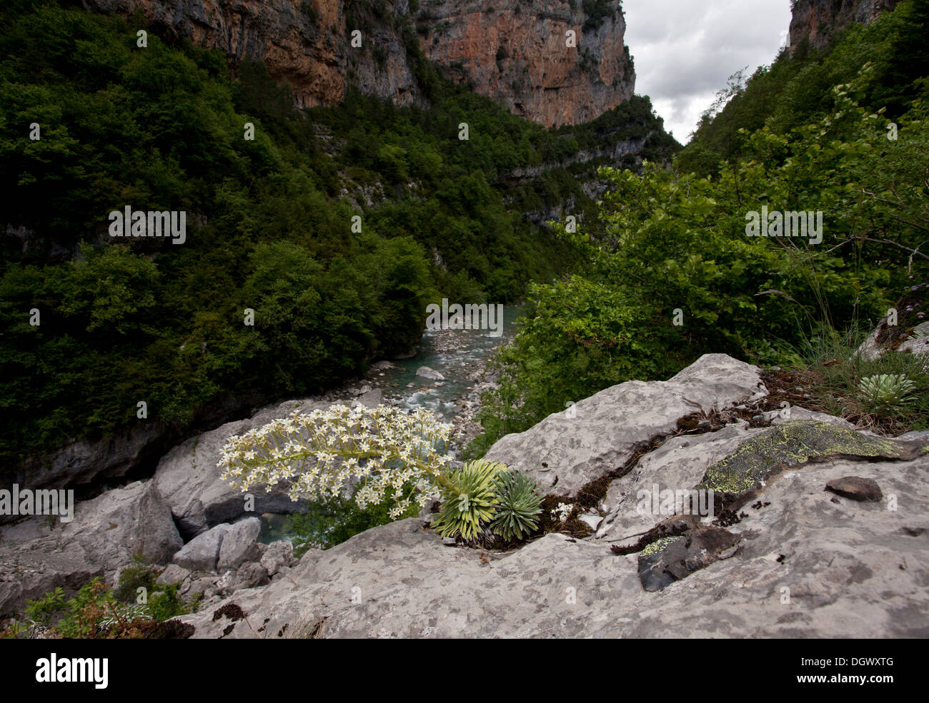 Pyrenean Saxifrage, Saxifraga longifolia on limestone cliffs, Ordesa ...