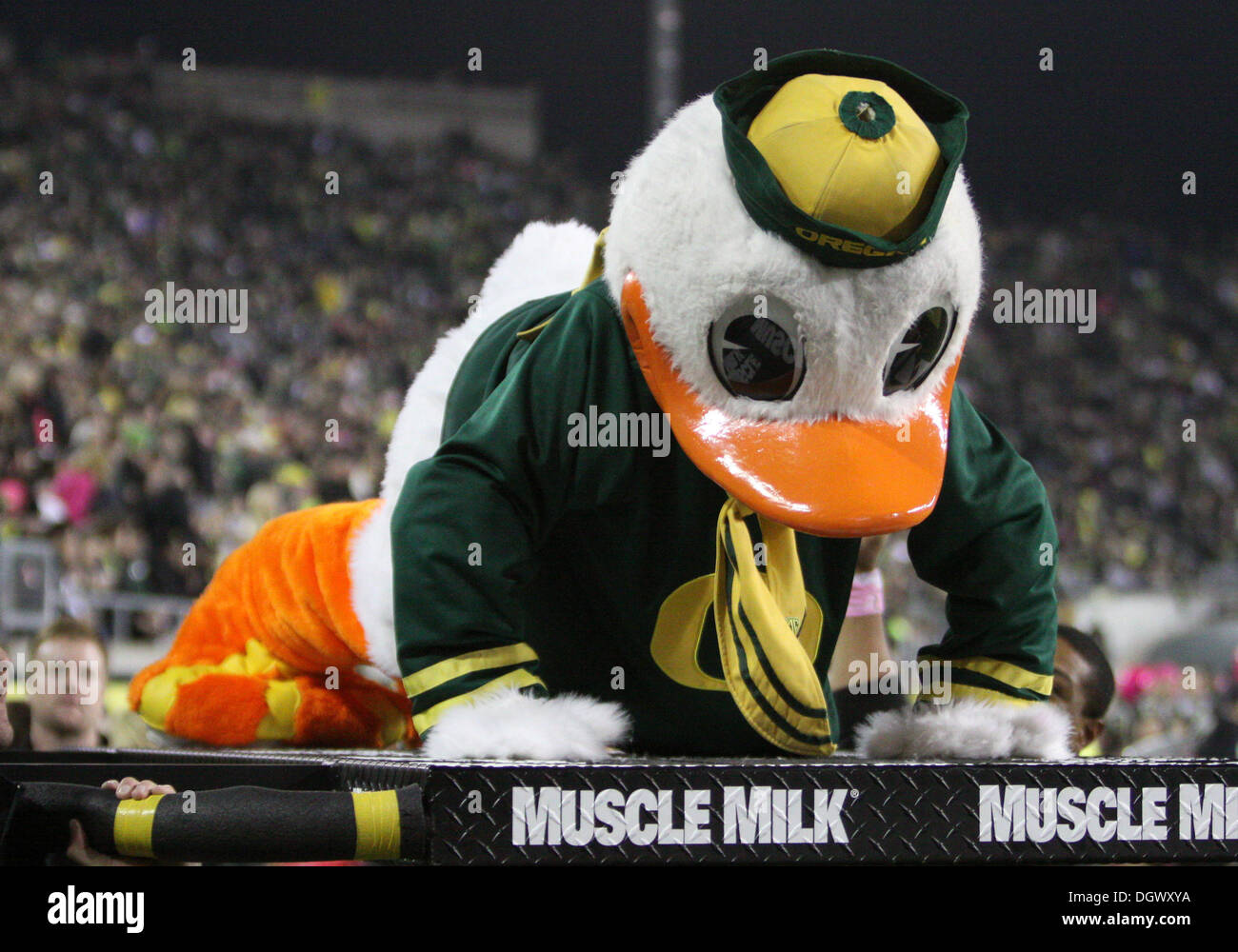 Eugene, OR, USA. 19th Oct, 2013. October 19, 2013: The Oregon Duck does ...