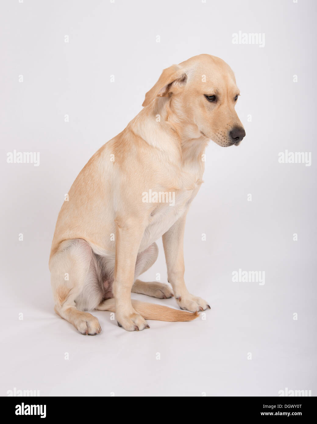 Golden Labrador Retriever Stock Photo - Alamy