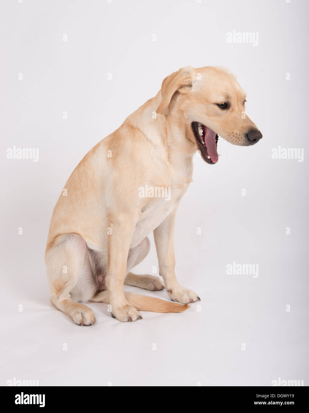 Golden teeth hi-res stock photography and images - Alamy