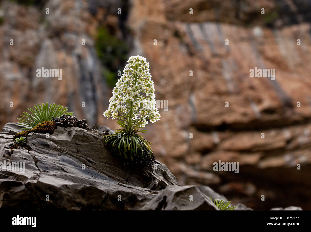 Pyrenean saxifrage saxifraga longifolia hi-res stock photography and ...