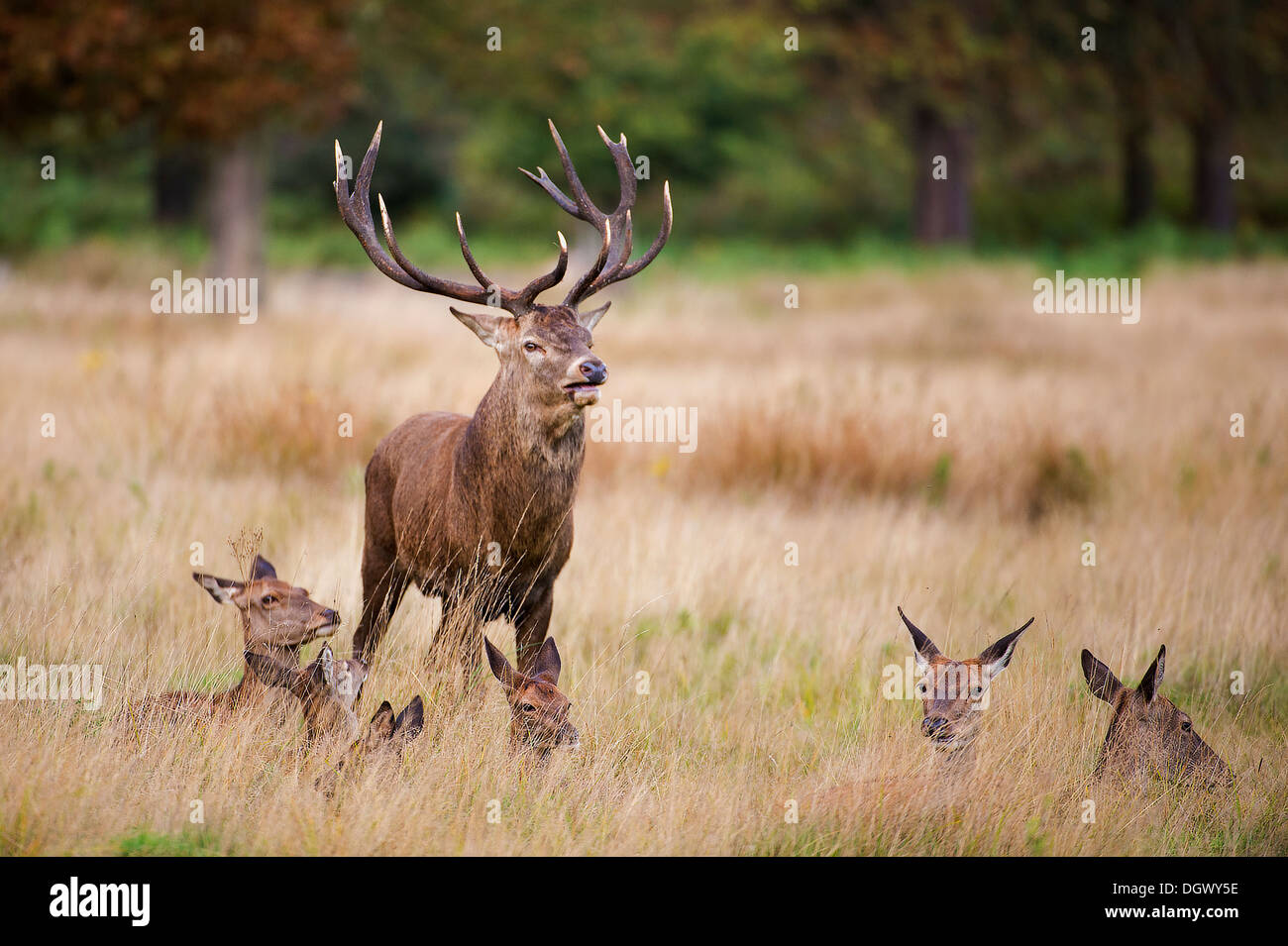 Deer stag rut Stock Photo - Alamy