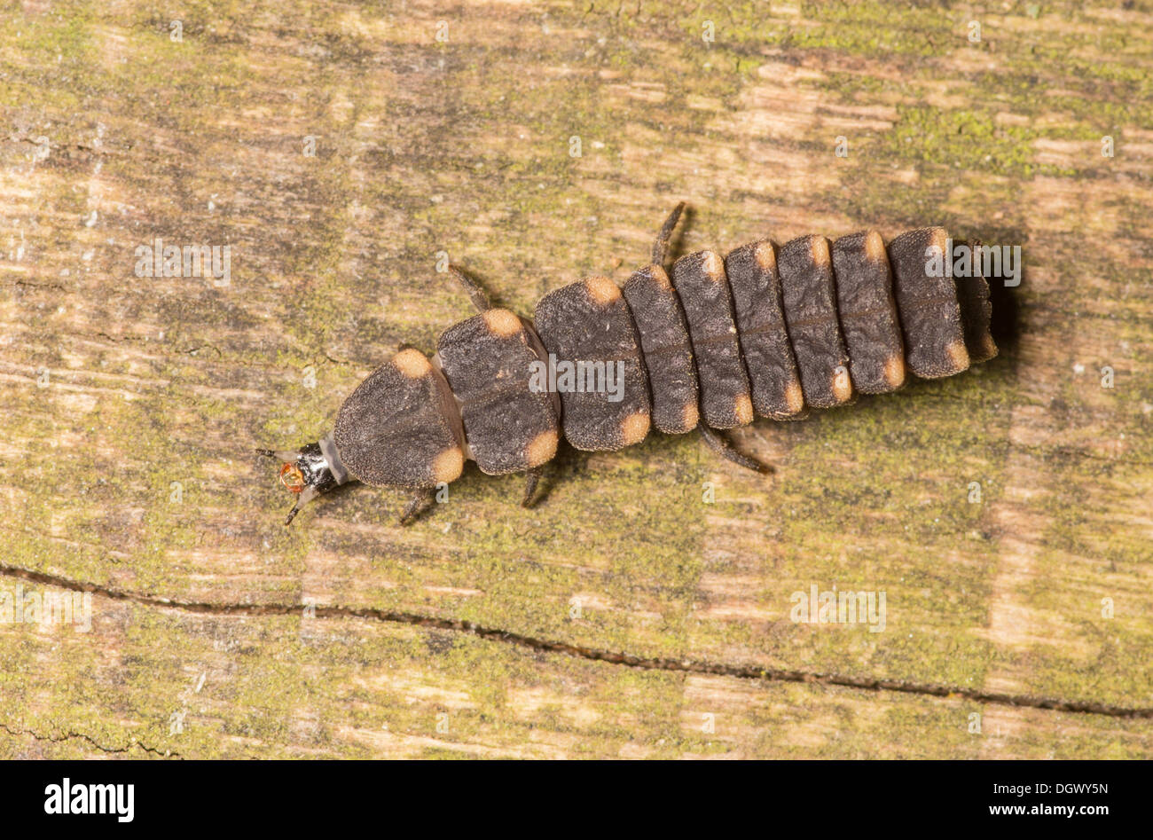 Curled up worm hi-res stock photography and images - Alamy