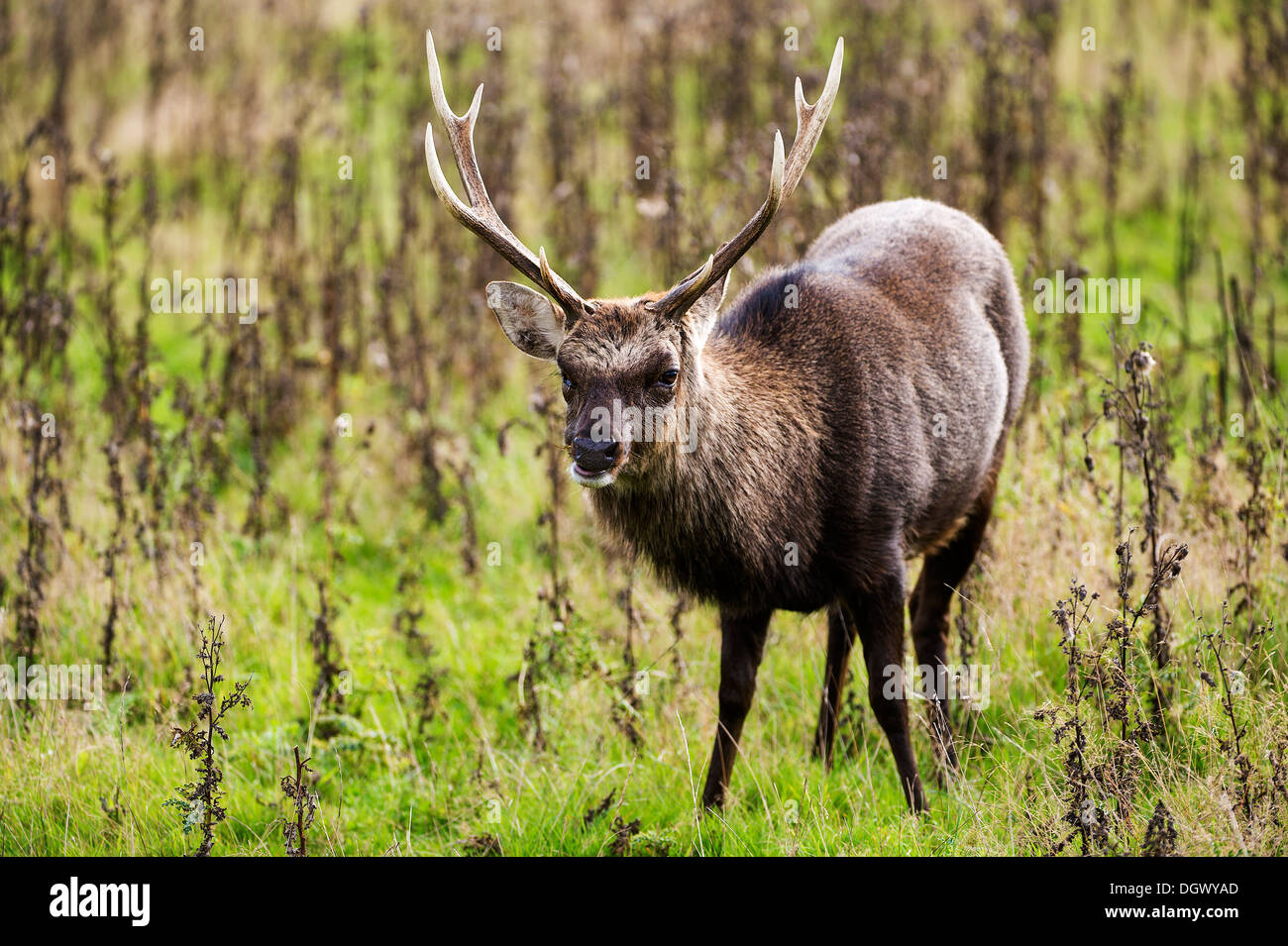Sika Stag Rut High Resolution Stock Photography and Images - Alamy