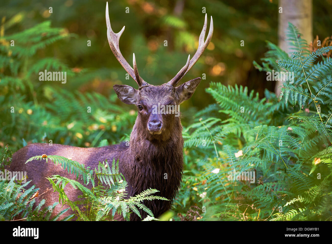 Sika stag rut hi-res stock photography and images - Alamy