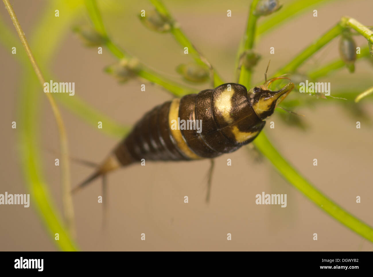 Water diving beetle hi-res stock photography and images - Alamy
