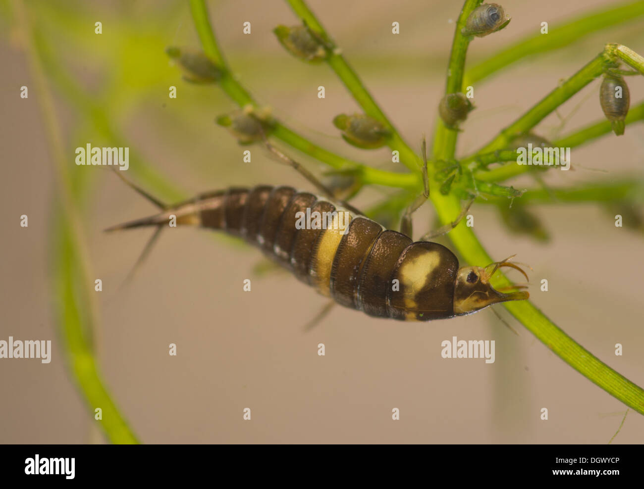 Dytiscidae beetle hi-res stock photography and images - Alamy