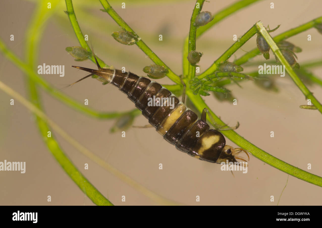 Beetle larva hi-res stock photography and images - Alamy