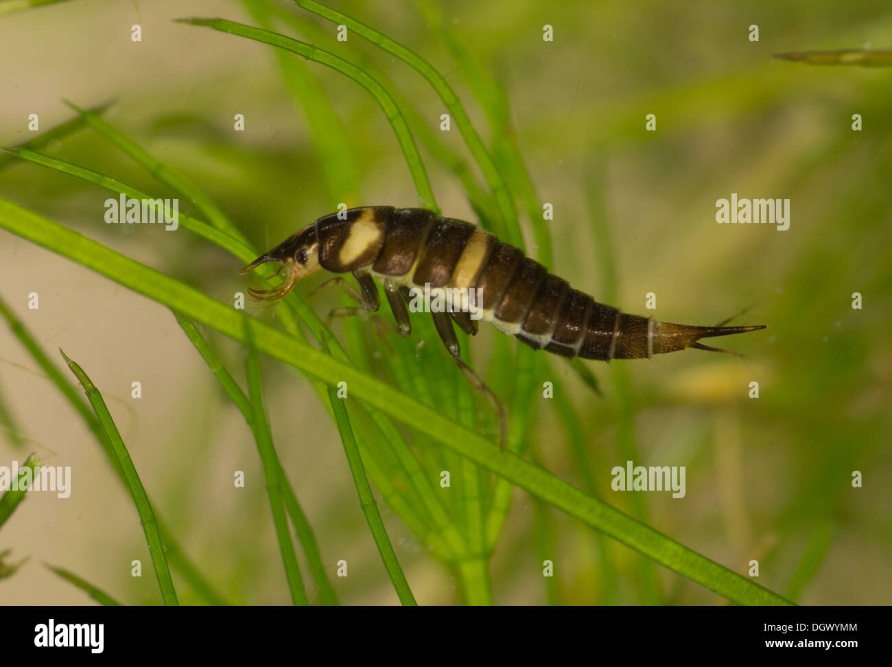 Hyphydrini hi-res stock photography and images - Alamy