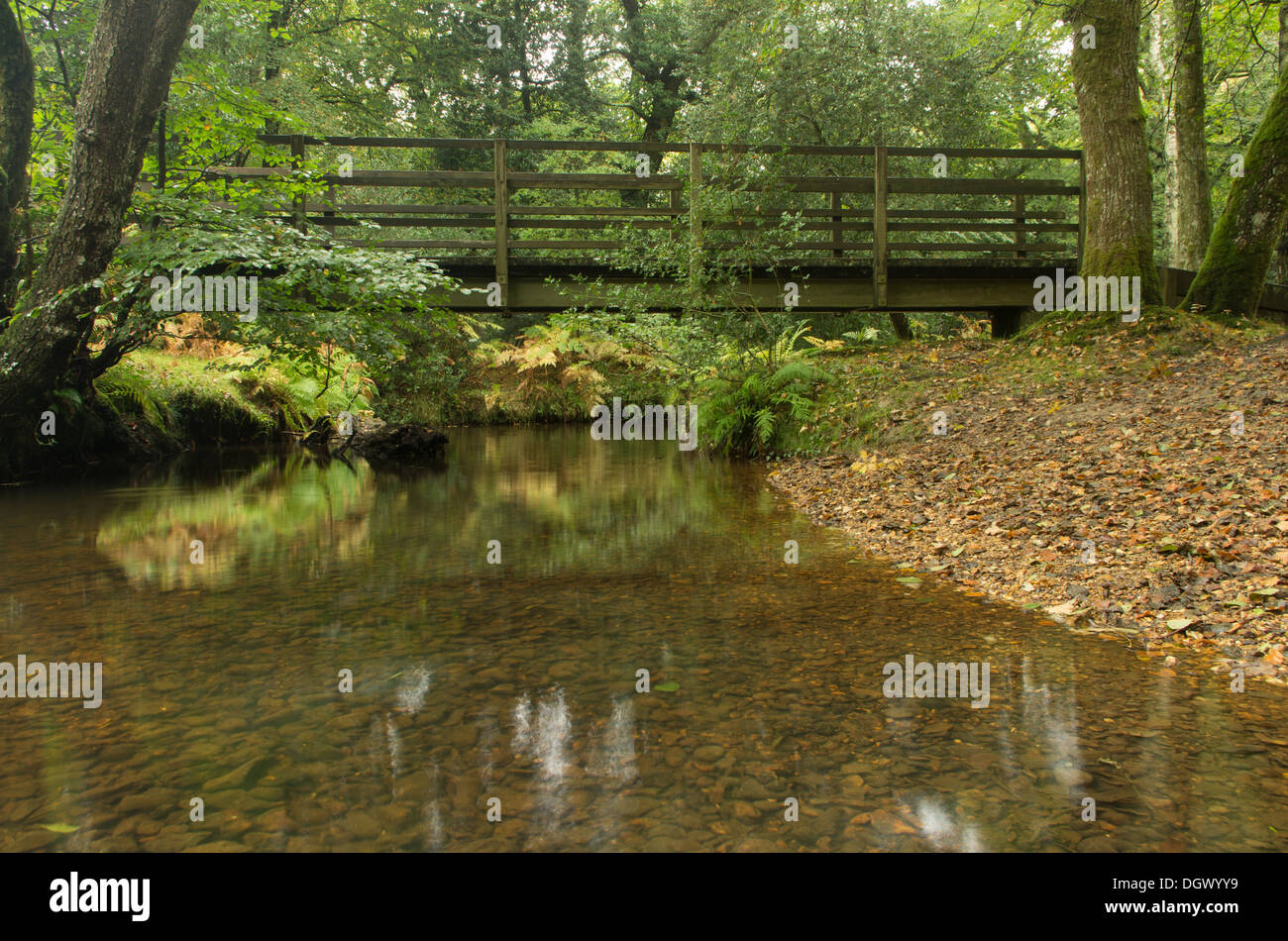 New forest bridge hi-res stock photography and images - Alamy