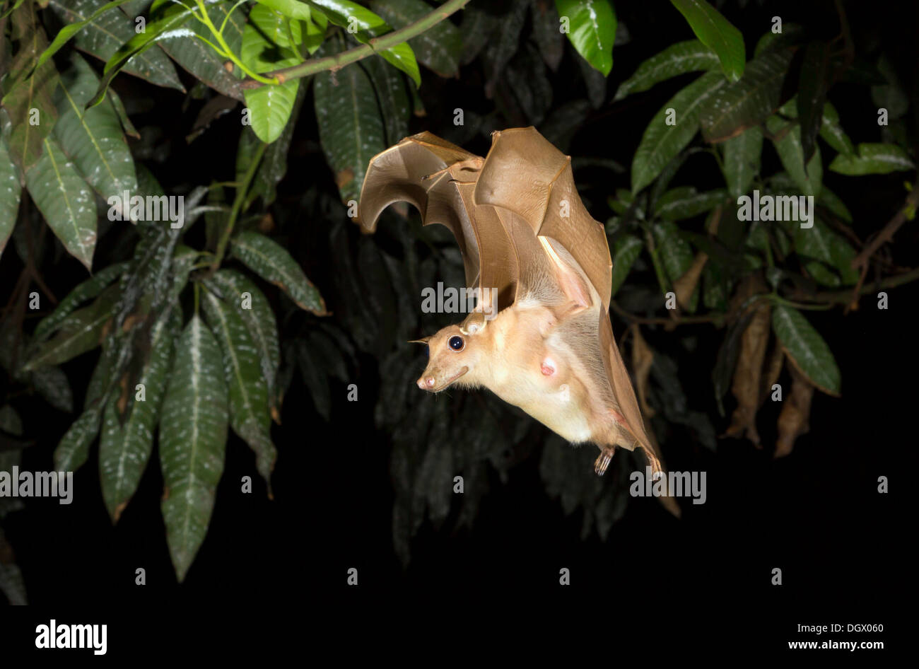 Gambian epauletted fruit bat (Epomophorus gambianus) flying at night ...