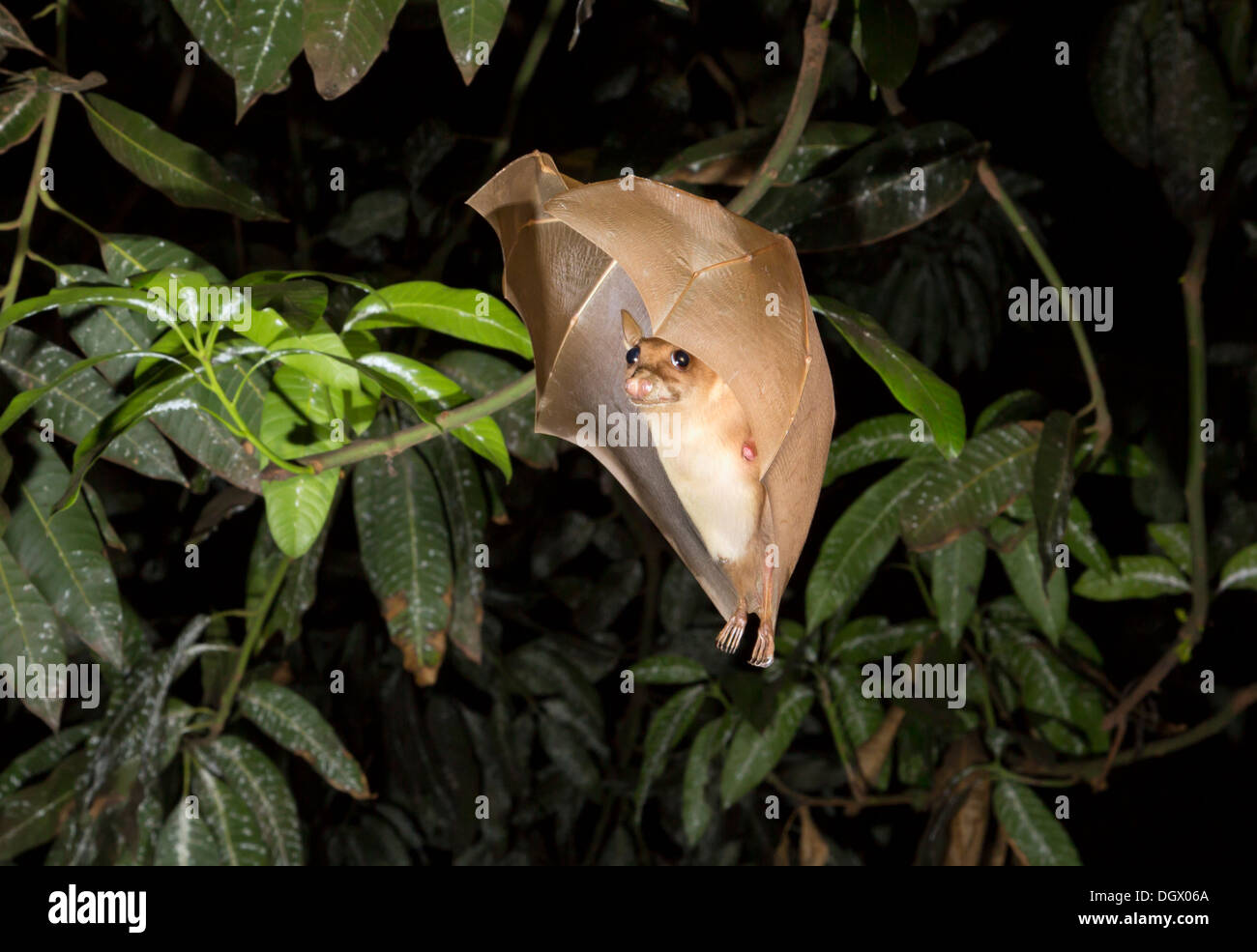 Dwarf Epauletted Fruit Bat