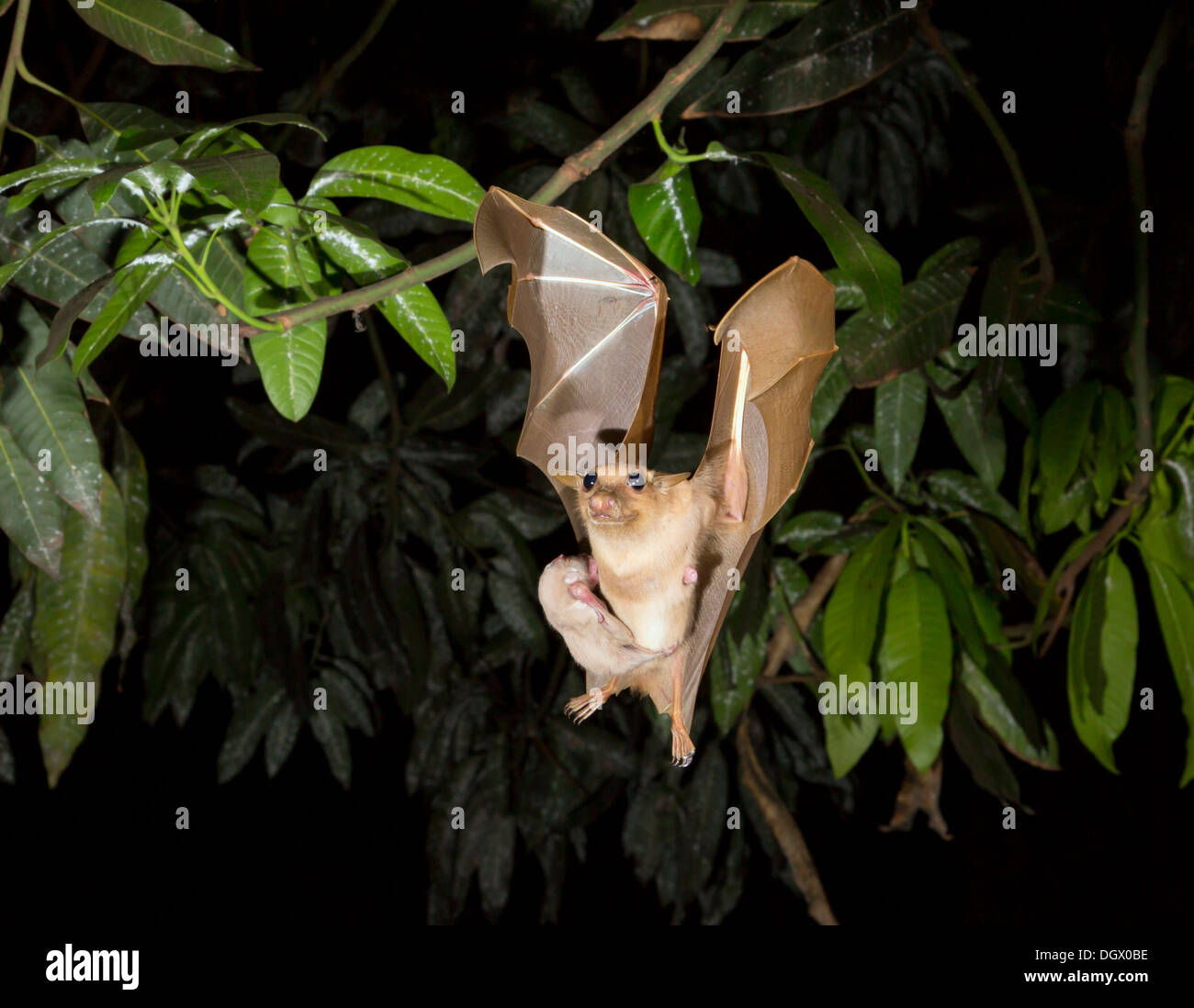 Female Gambian epauletted fruit bat (Epomophorus gambianus) flying with ...