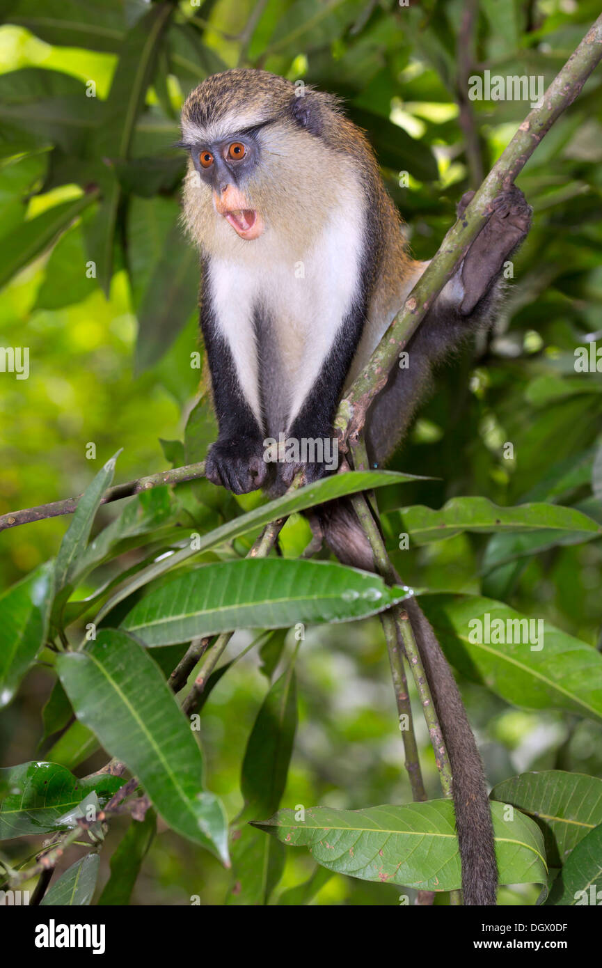 Mona monkey (Cercopithecus mona) in a tree Stock Photo - Alamy