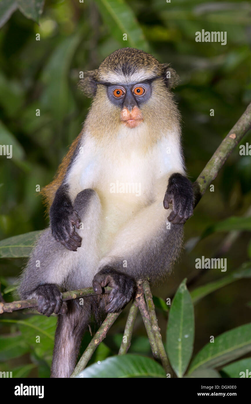 Mona Monkey High Resolution Stock Photography and Images - Alamy