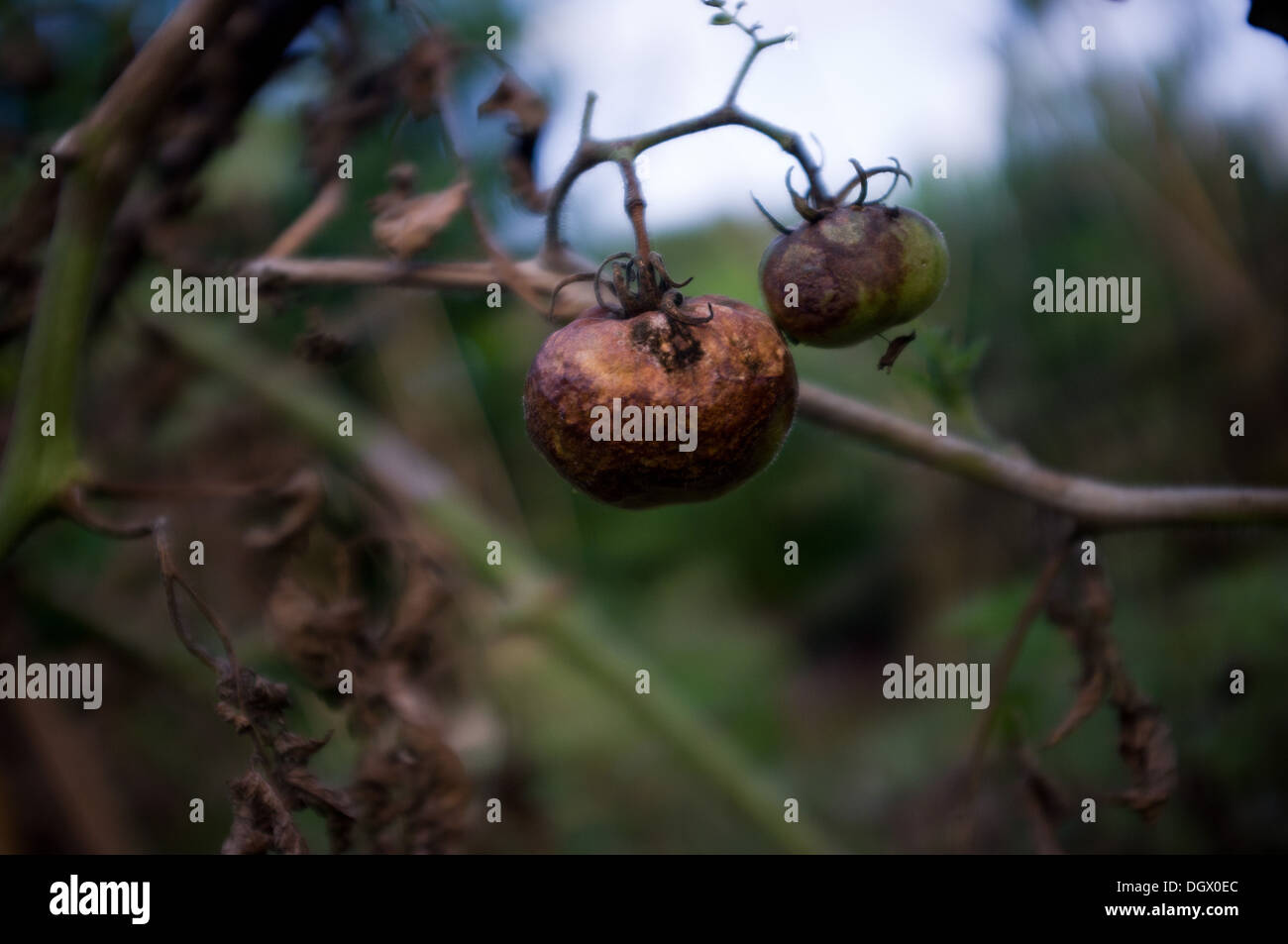 Rotten tomatoes hi-res stock photography and images - Alamy