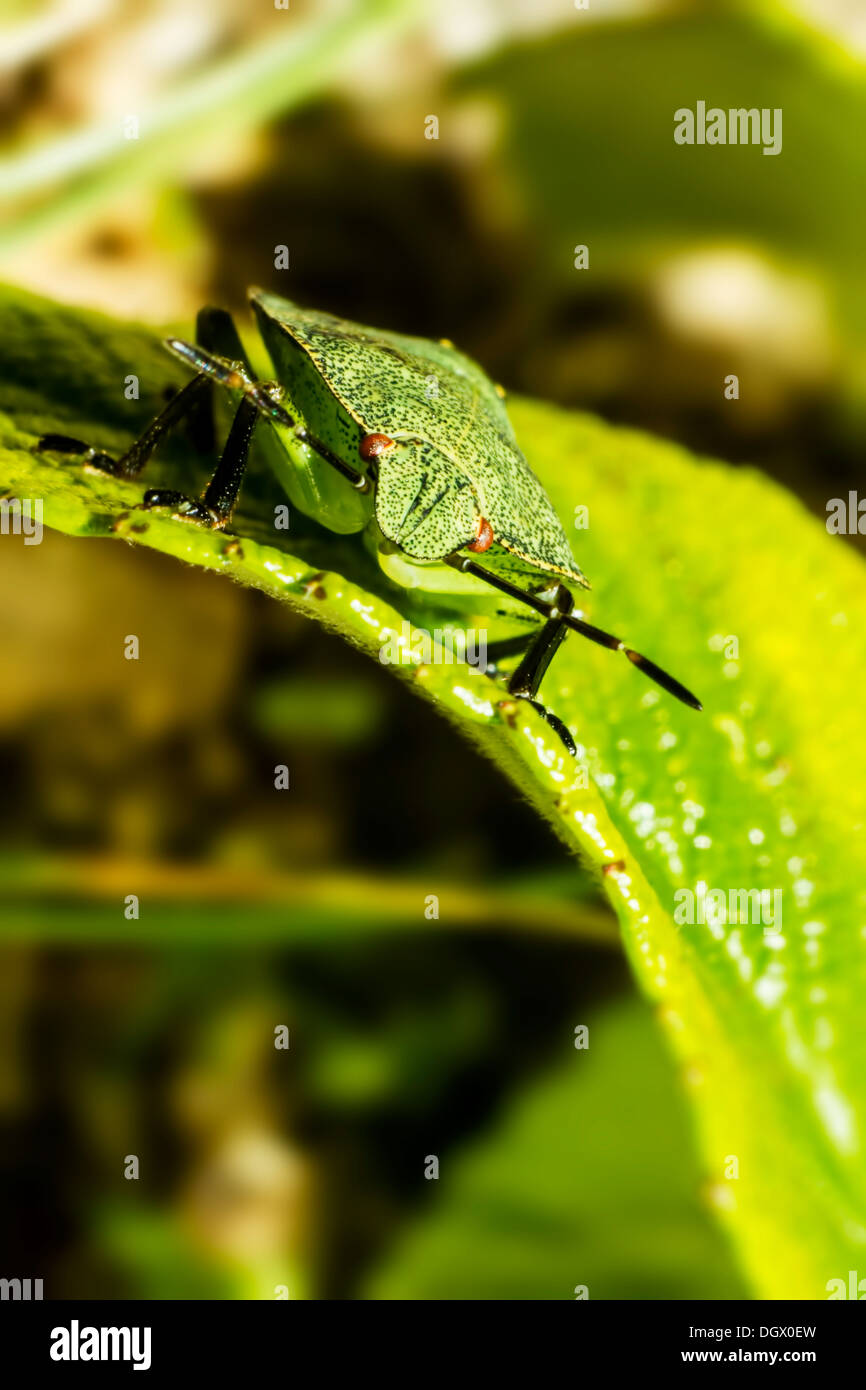 The green soldier bug Stock Photo - Alamy