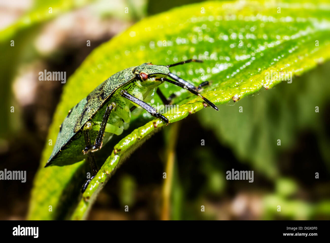 The green soldier bug Stock Photo - Alamy