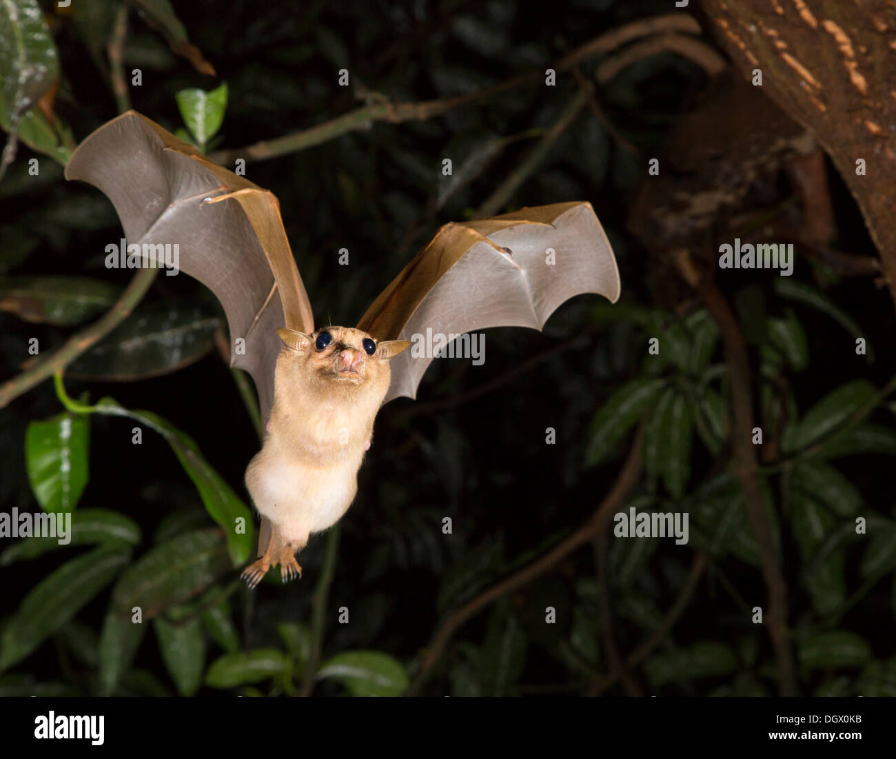 Gambian epauletted fruit bat (Epomophorus gambianus) flying at night ...