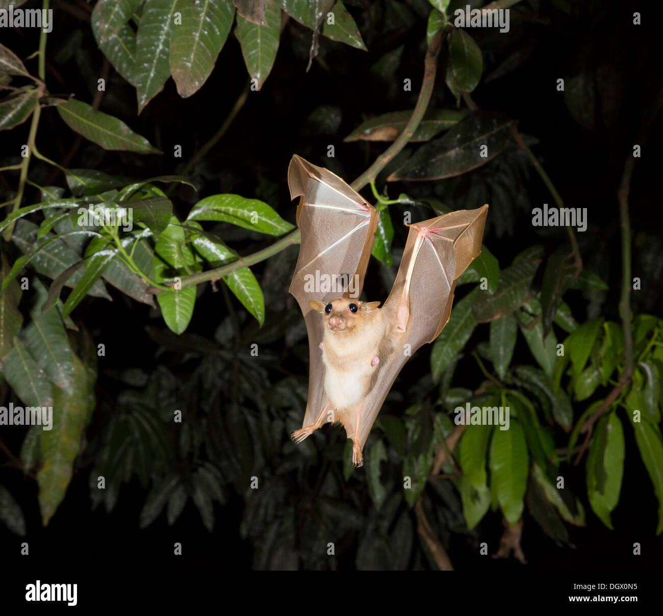 Gambian epauletted fruit bat (Epomophorus gambianus) flying at night ...