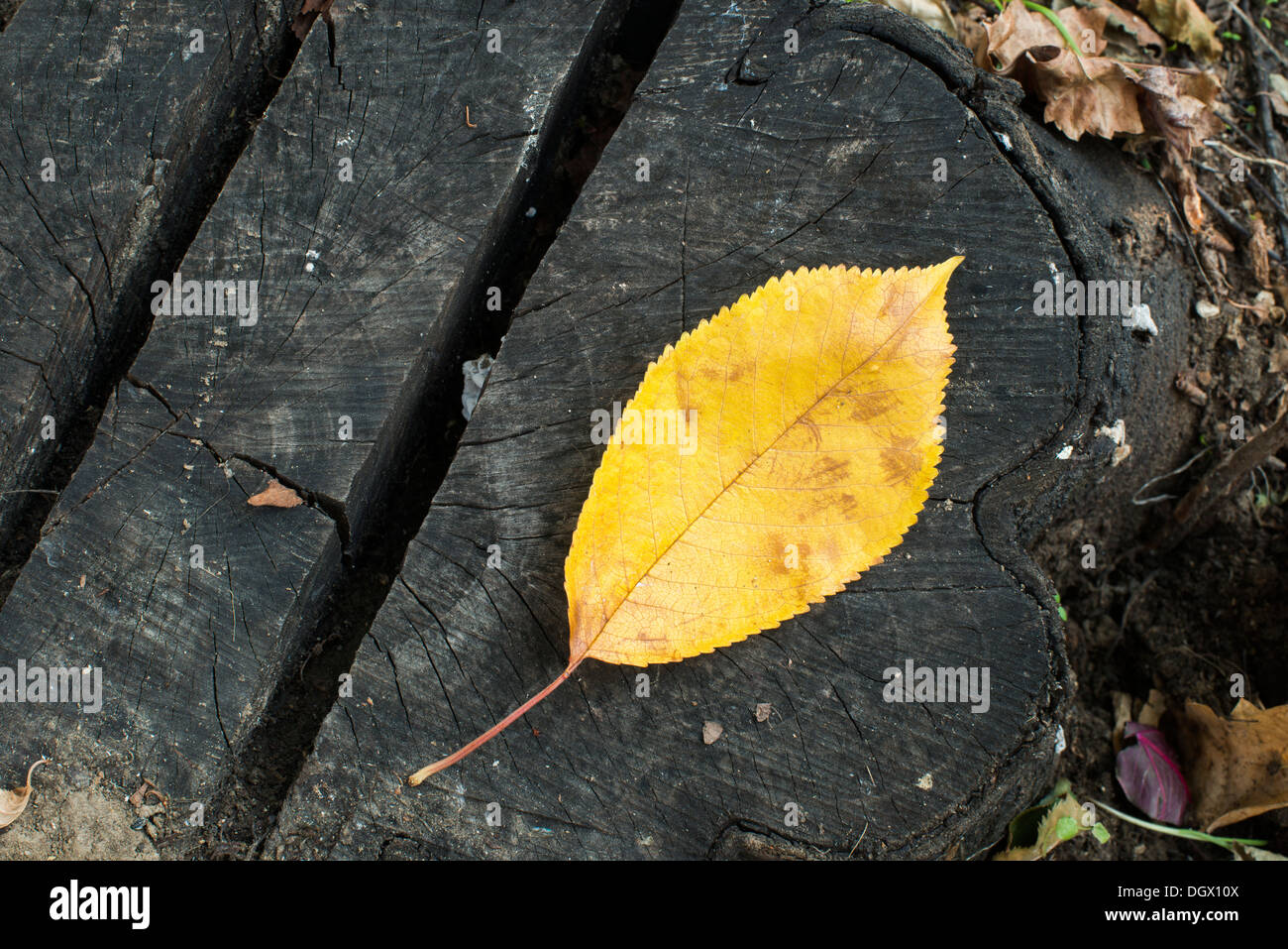 Map of leaves hi-res stock photography and images - Alamy