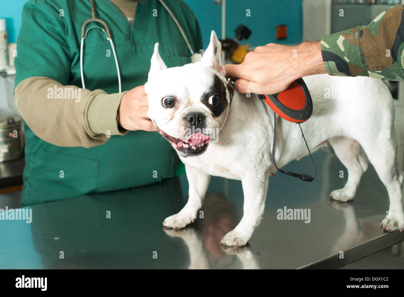 Veterinary practice hi-res stock photography and images - Alamy