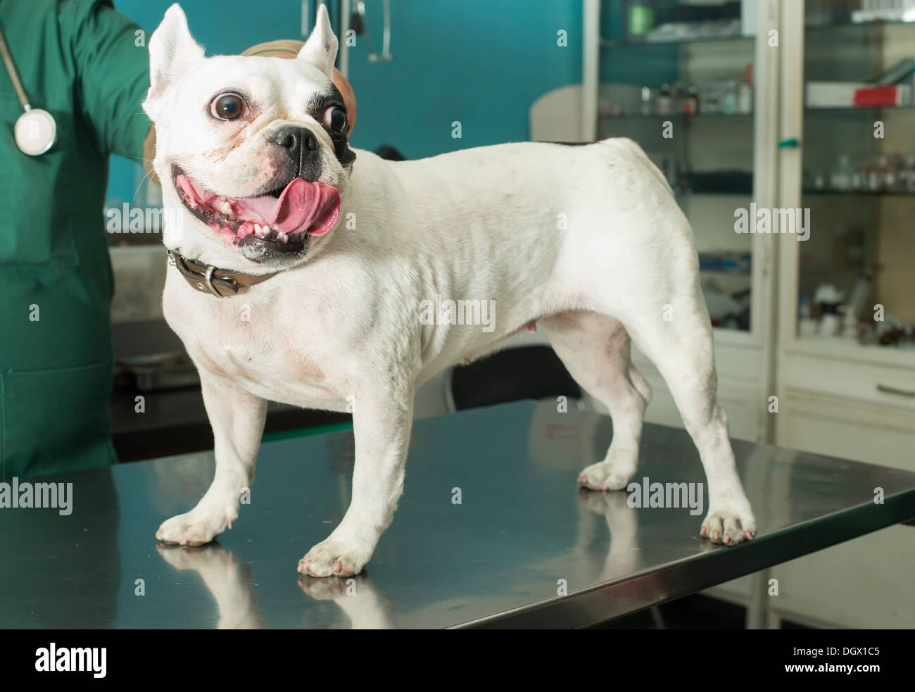 Veterinary practice hi-res stock photography and images - Alamy