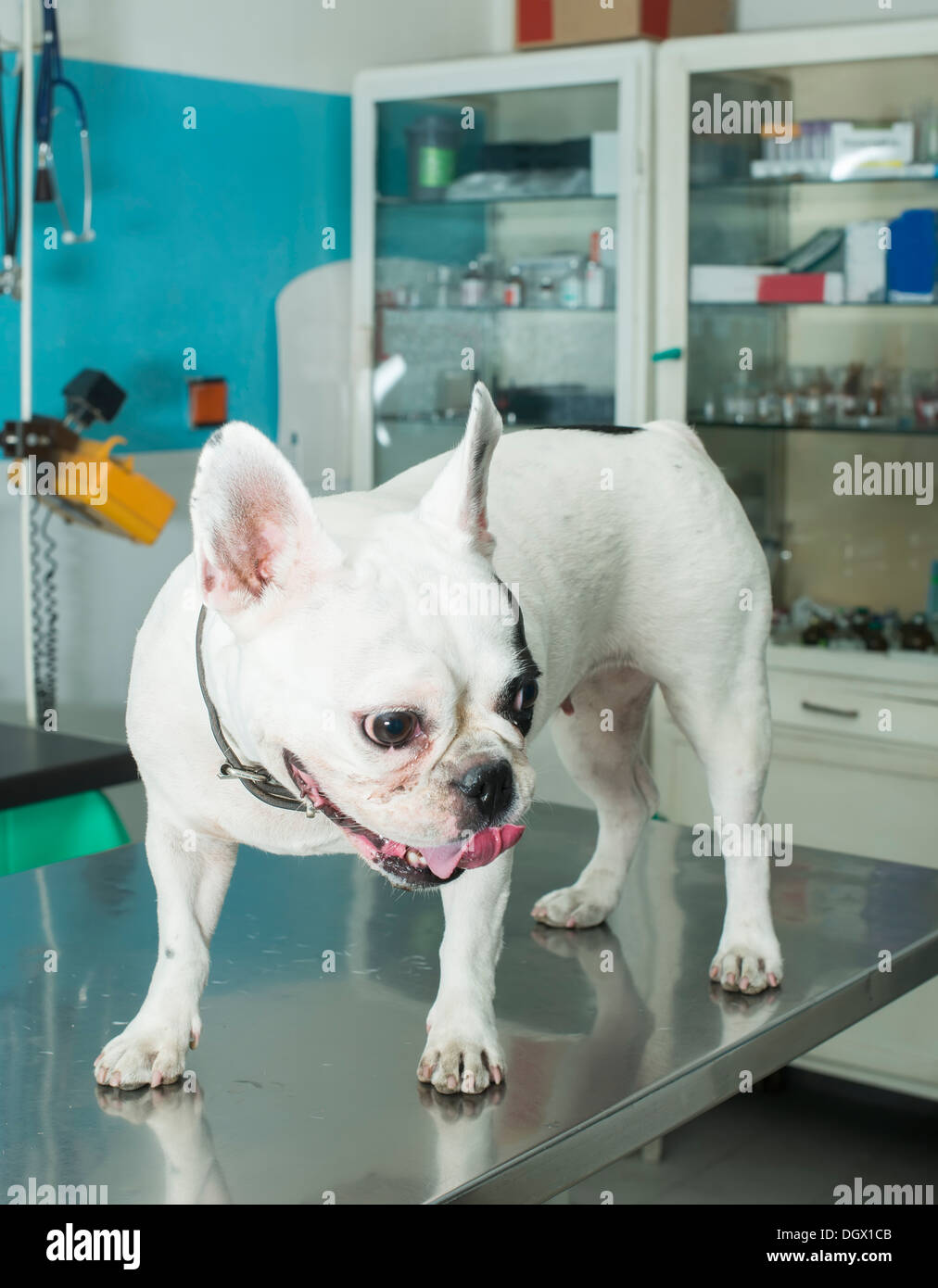 Woman vet white dog hi-res stock photography and images - Alamy