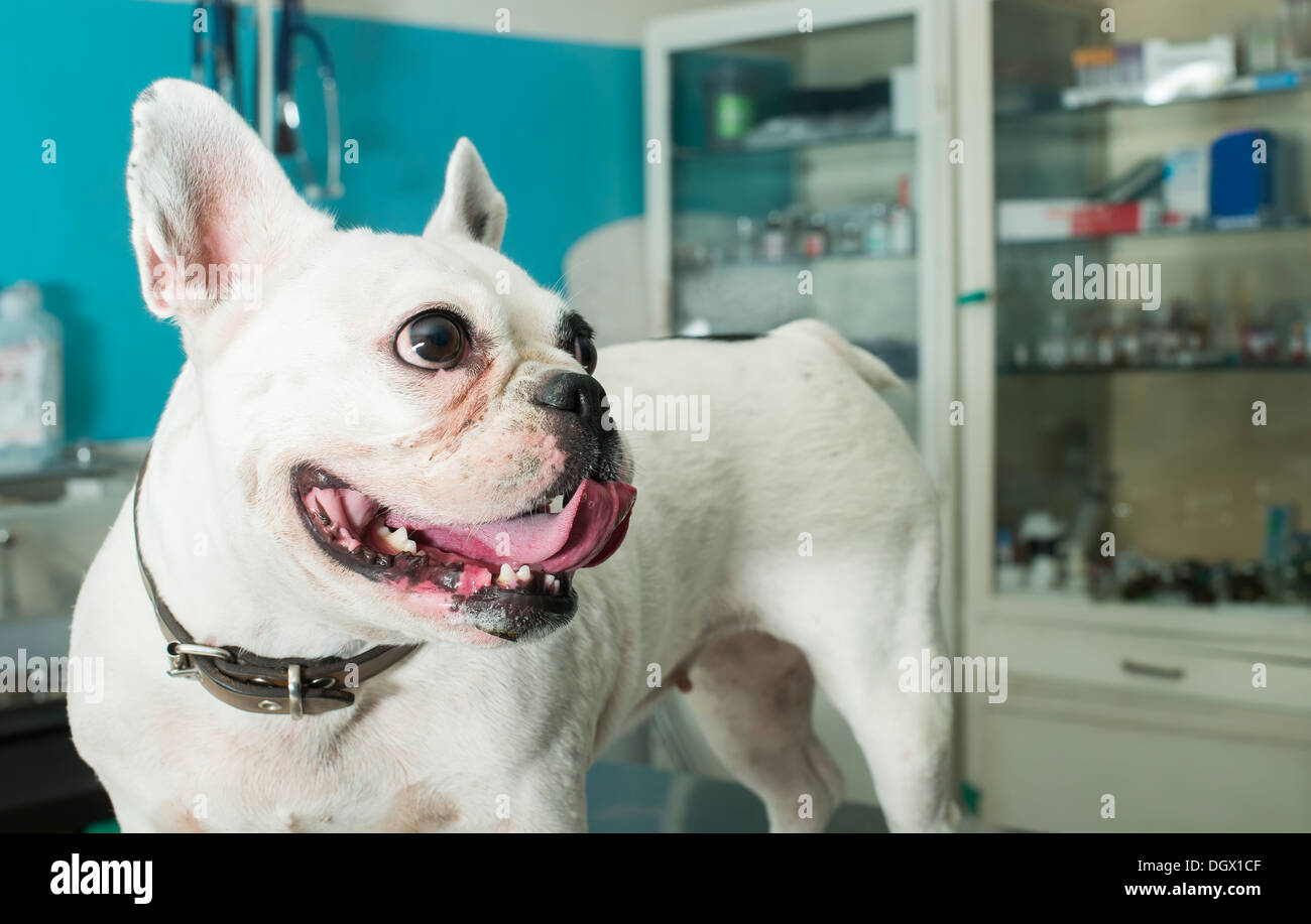 Woman vet white dog hi-res stock photography and images - Alamy