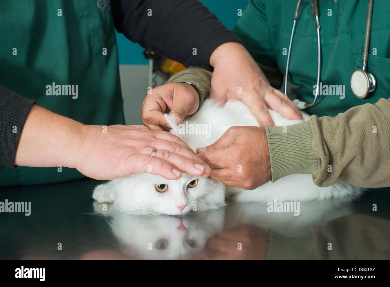 Animal doctor hi-res stock photography and images - Alamy