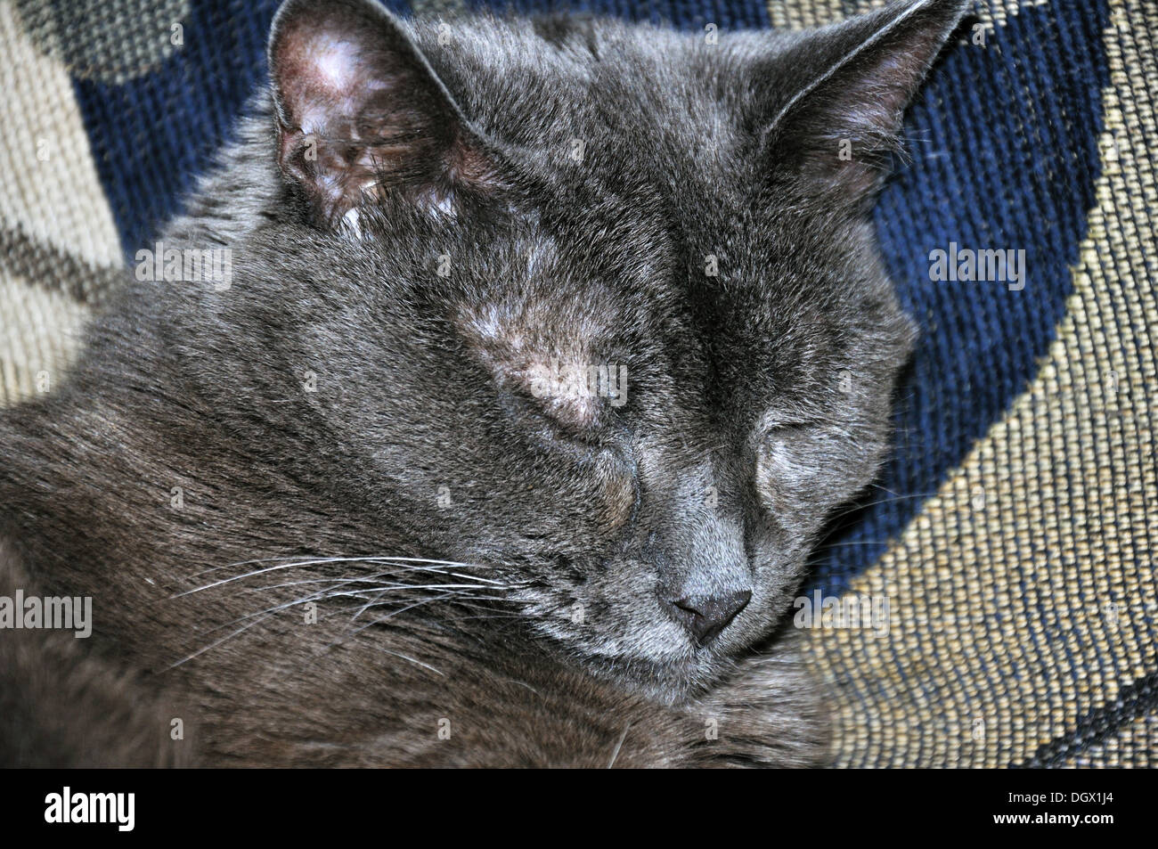 Russian Blue cat sleeping Stock Photo - Alamy