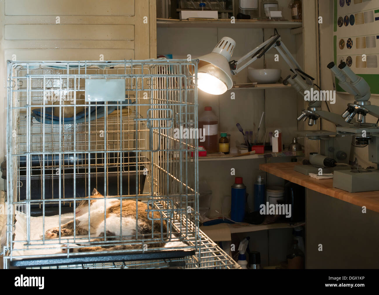 Laboratory animal medicine hi-res stock photography and images - Alamy