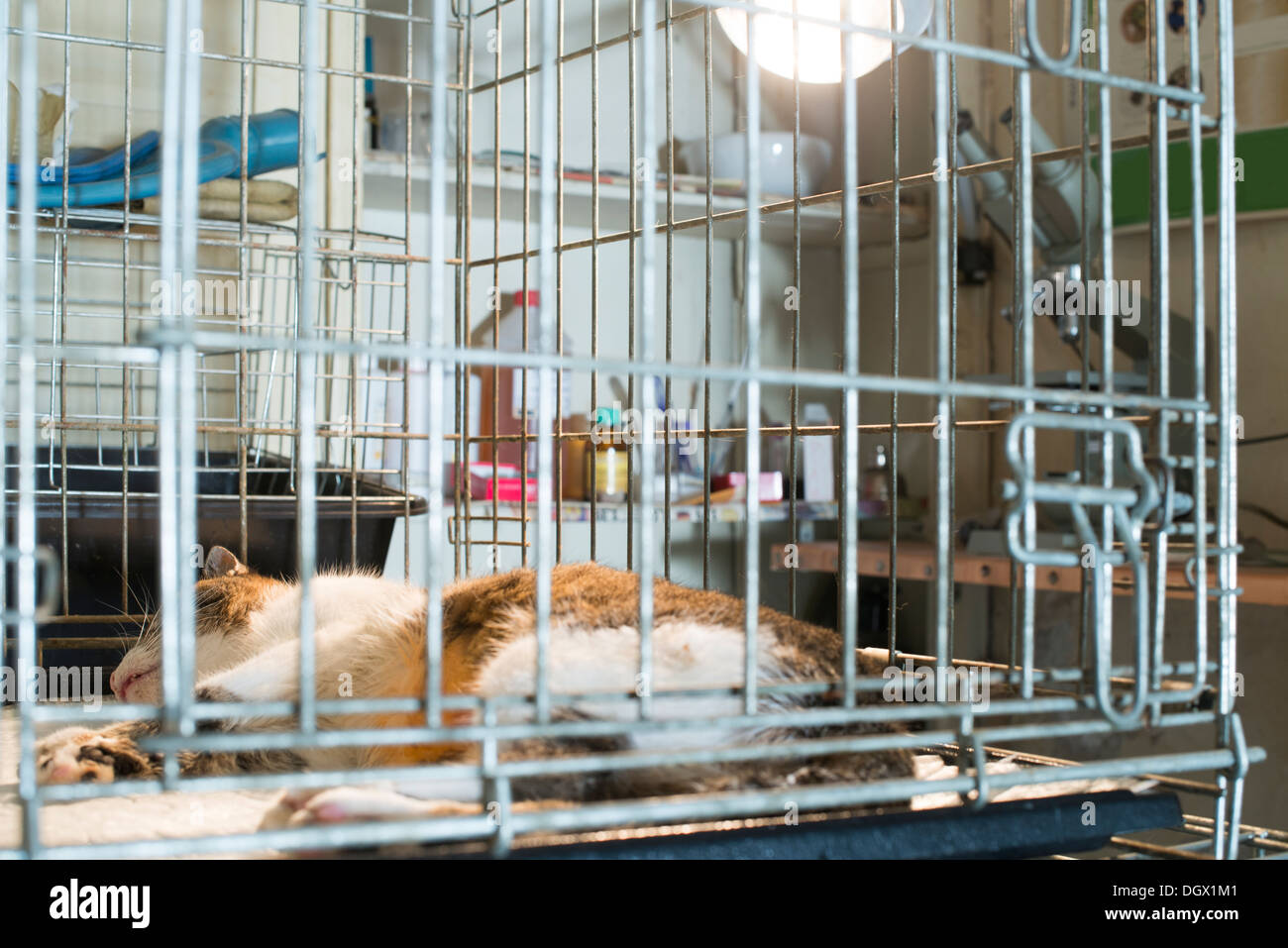 Laboratory animal medicine hi-res stock photography and images - Alamy