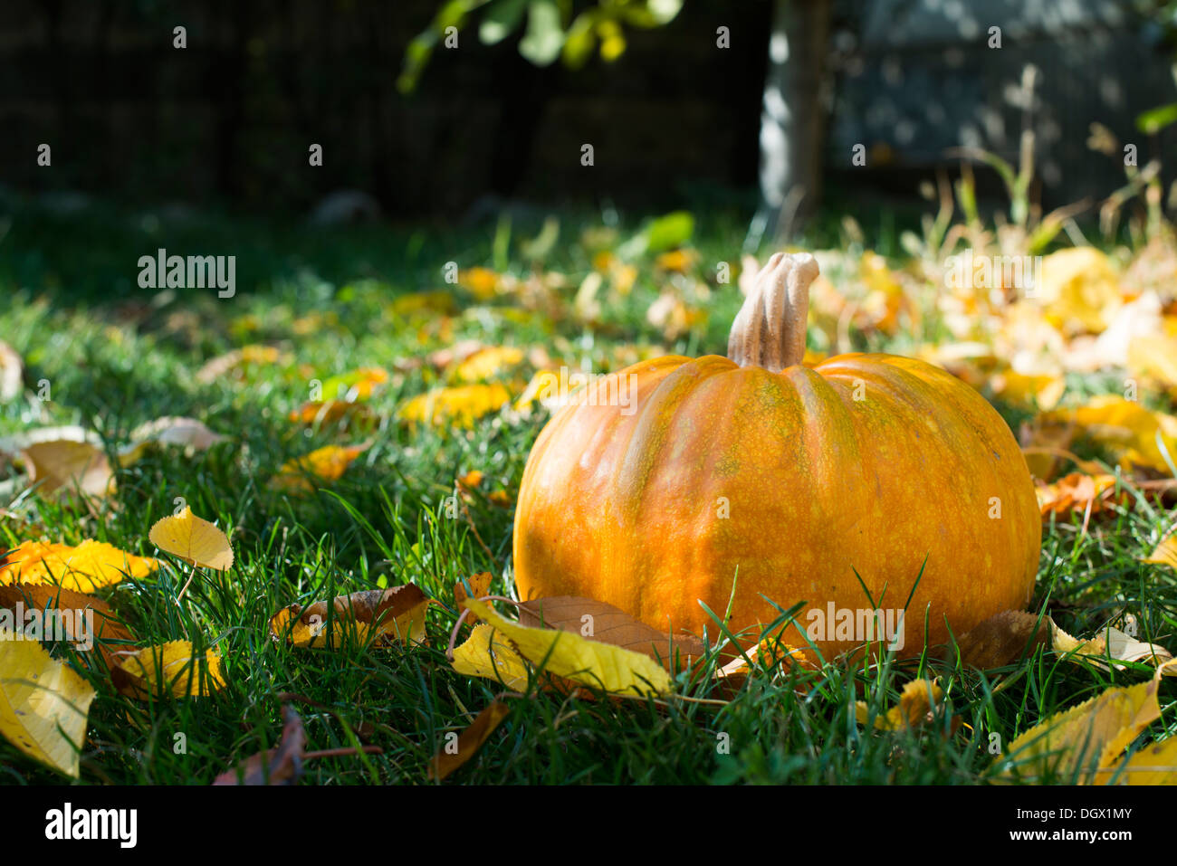 Pumpkin grass hi-res stock photography and images - Alamy