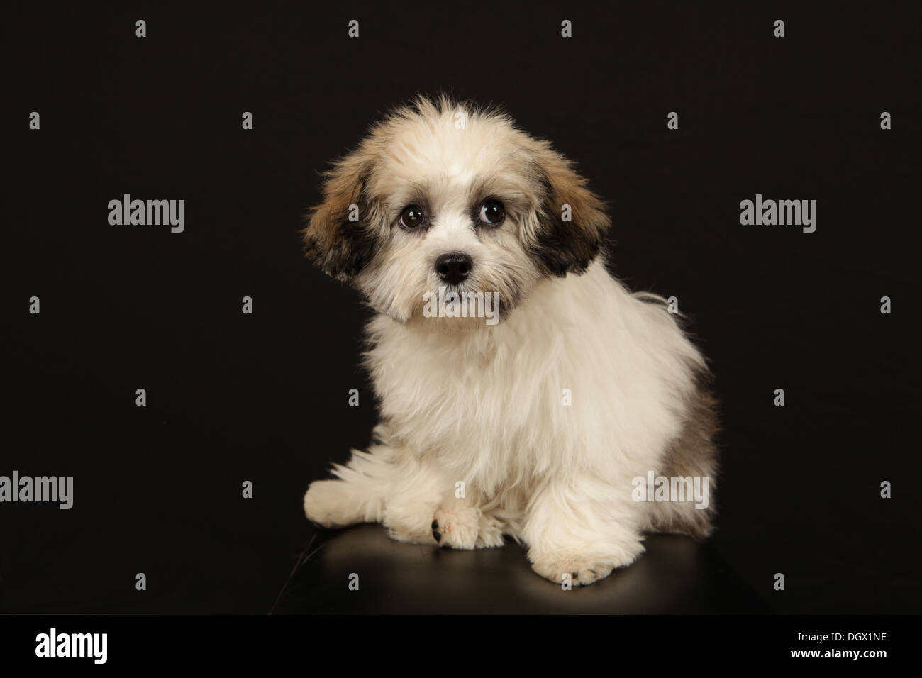 Studio shot of an adorable Teddy Bear puppy (a/k/a Zuchon, mix of Shih ...
