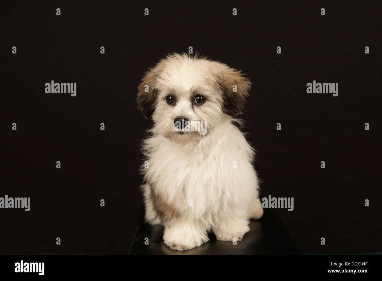 Studio shot of an adorable Teddy Bear puppy (a/k/a Zuchon, mix of Shih ...