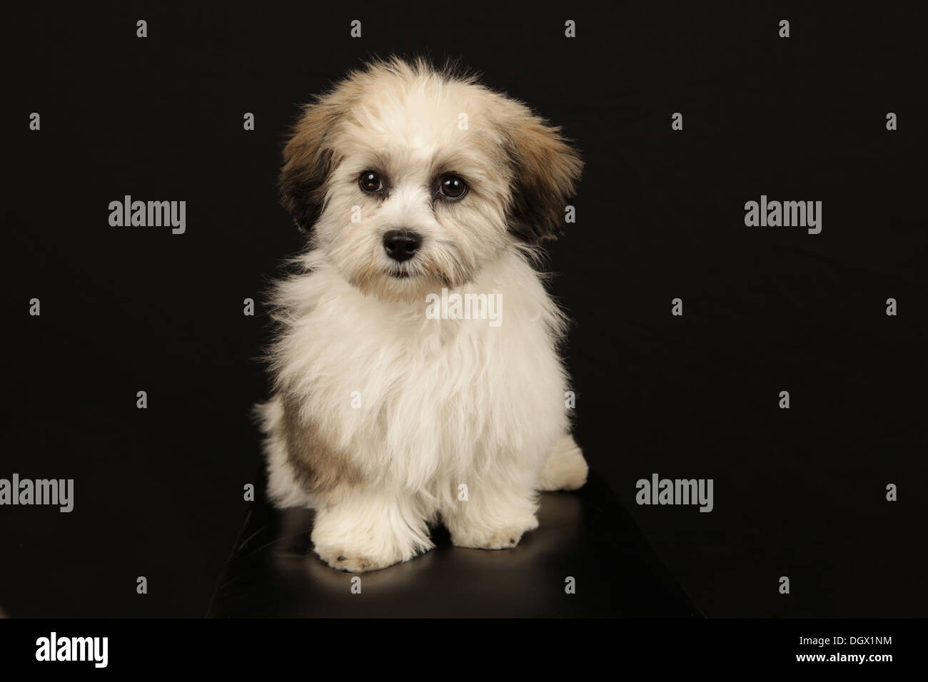 Studio shot of an adorable Teddy Bear puppy (a/k/a Zuchon, mix of Shih ...