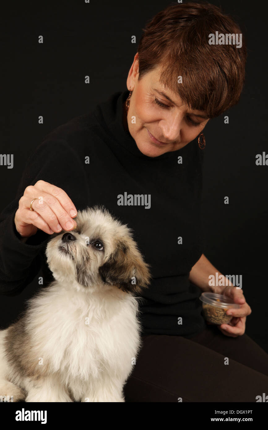 Studio shot of an adorable Teddy Bear puppy (a/k/a Zuchon, a Shih-Tzu ...